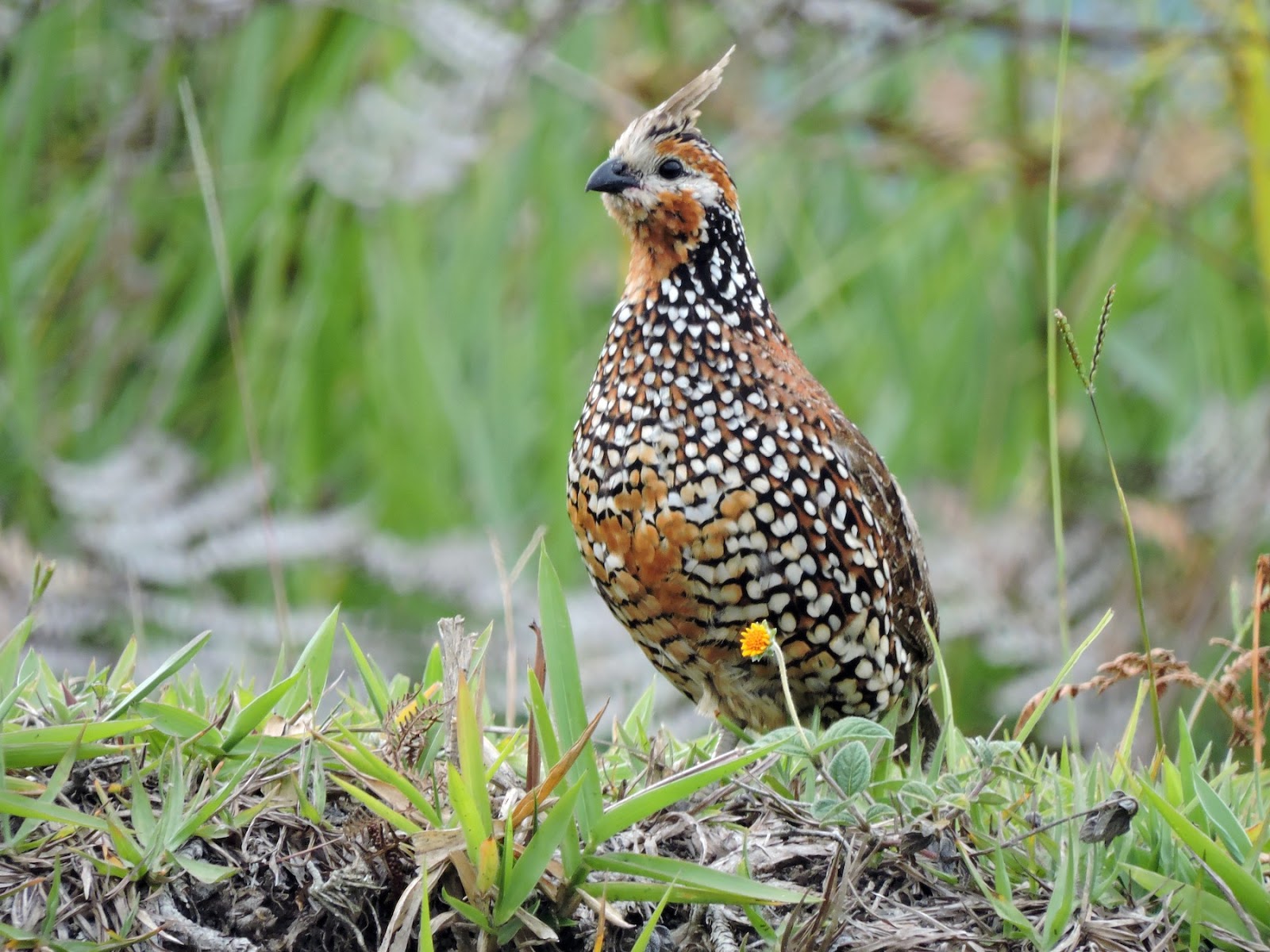 MyPhotoPics: Crested bobwhite
