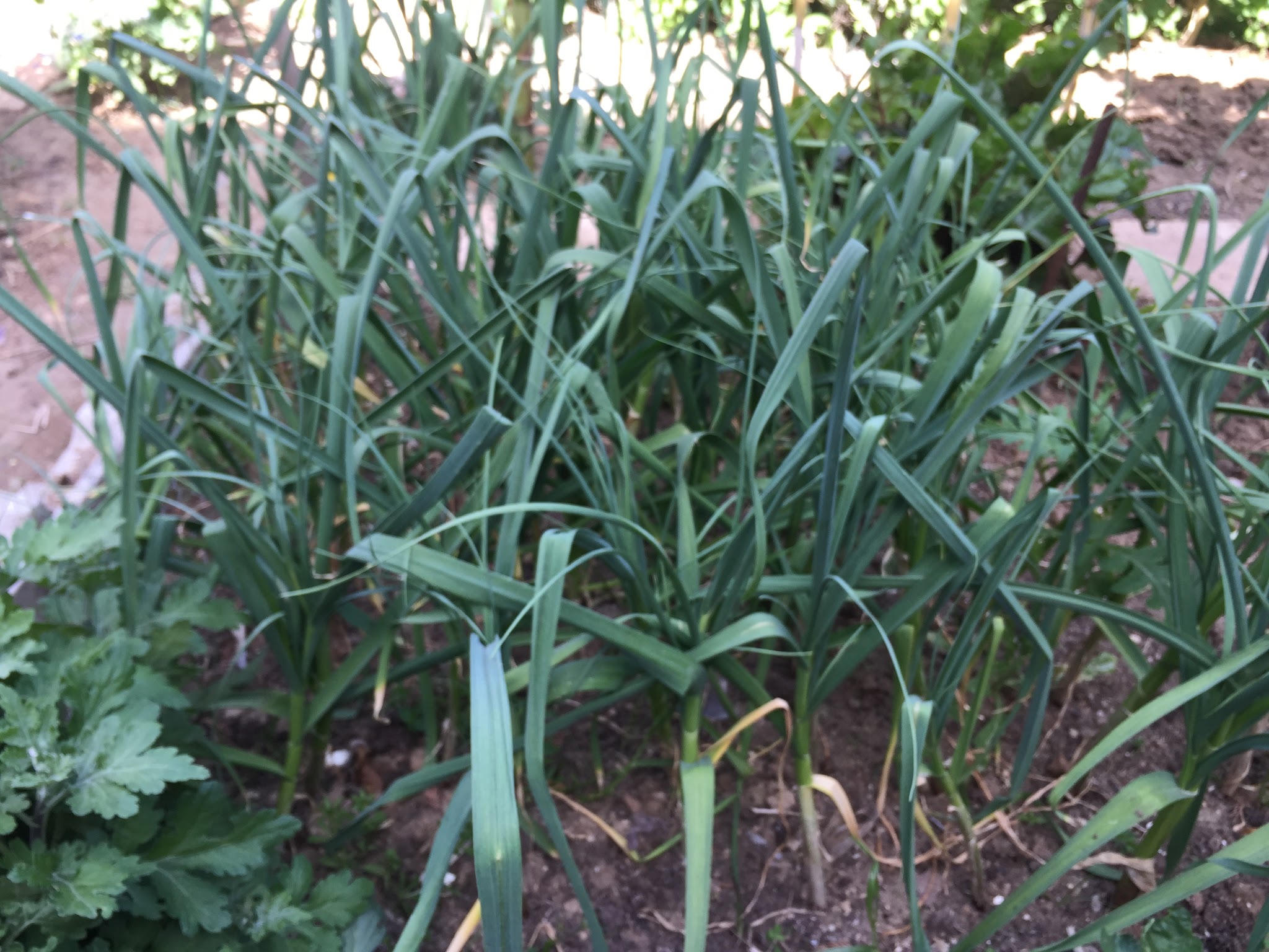 How To Plant Garlic