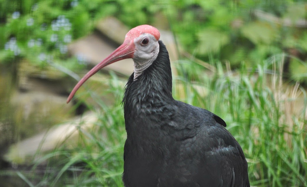ZOOTOGRAFIANDO (6.100 ANIMALS): IBIS CALVO / SOUTHERN BALD IBIS ...