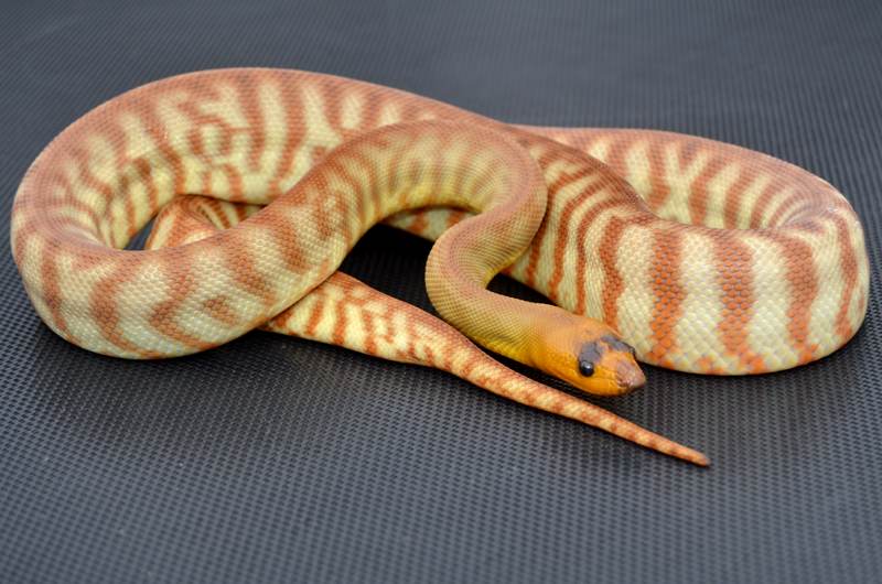 Woma Python Care Sheet ~ Animal Care Sheet