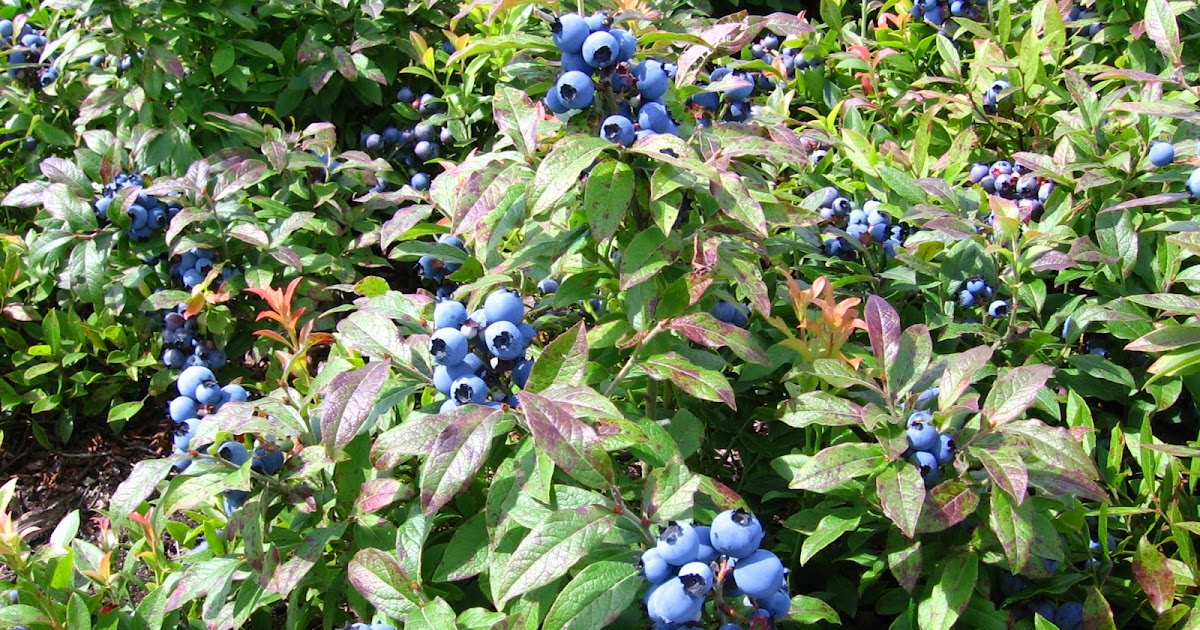 Le blogue des "Bleuets du Lac Saint-Jean": Pour mieux connaître "le ...
