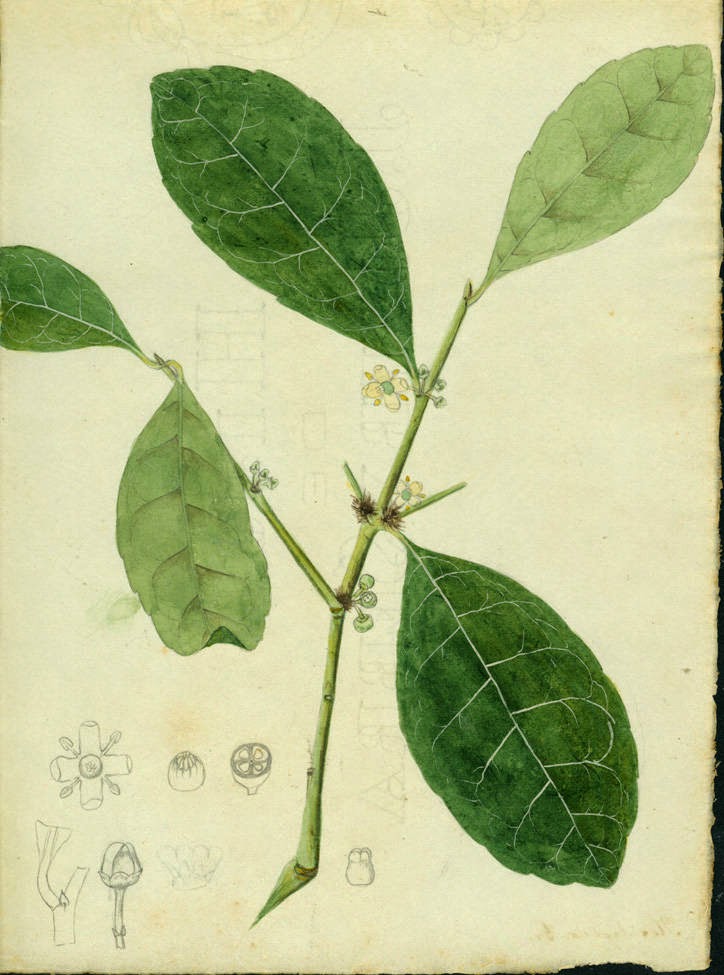 Flora de Puerto Rico Ilustrada Papo Vives: AQUIFOLIACEAE ILEX NITIDA ...