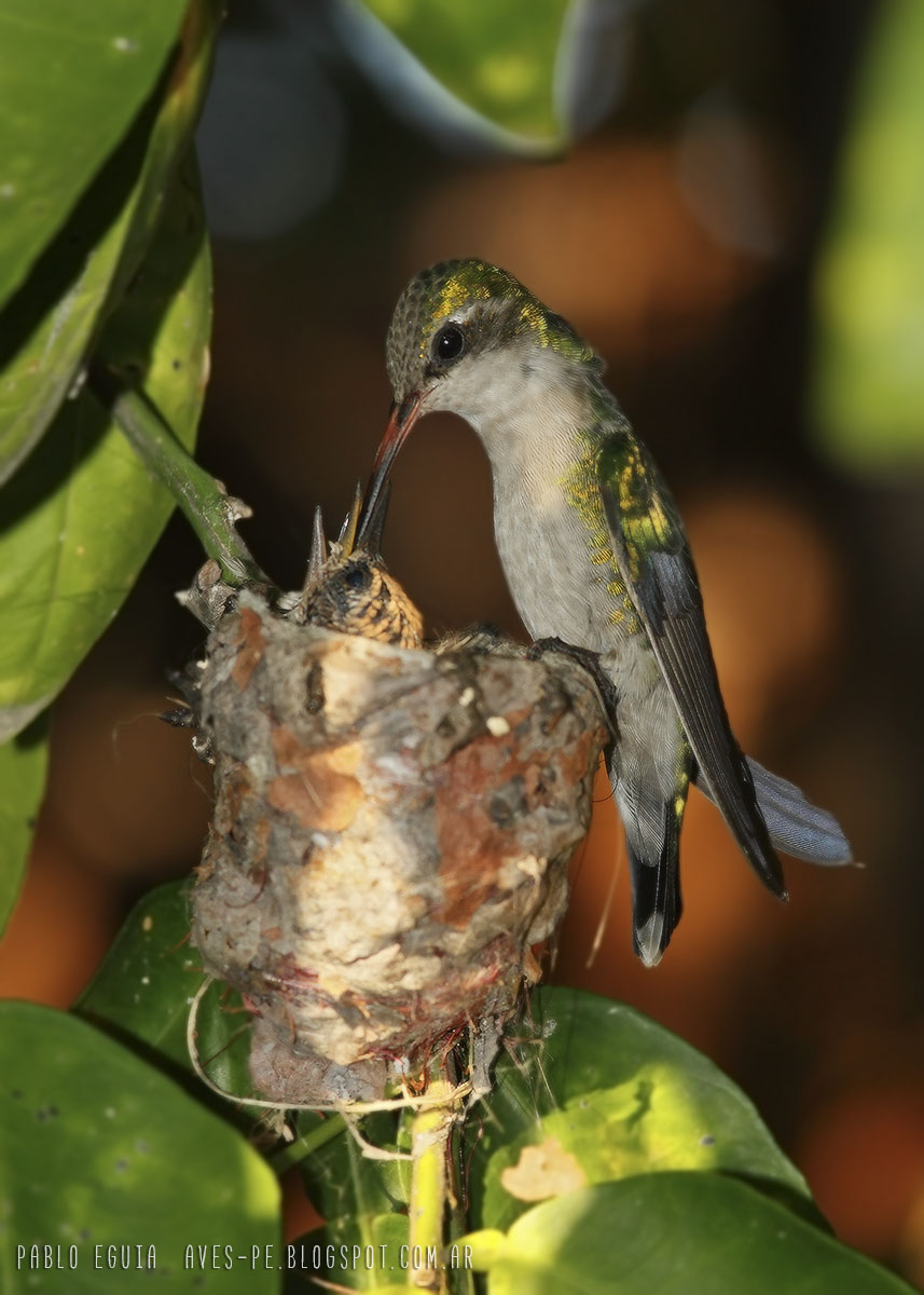 mis fotos de aves: Chlorostilbon lucidus Picaflor Verde Glittering ...