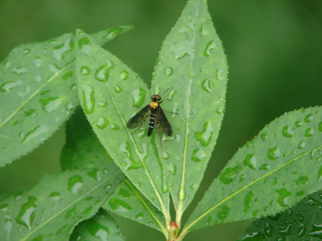 Our Life in Illinois: Insects