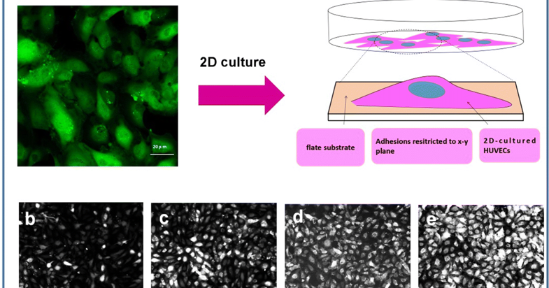 Neuromics: Neuromics Human Cells at Work