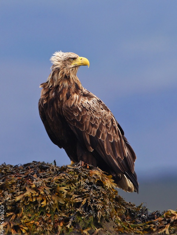 Funny Pictures Gallery: Eagle bird, eagle birds, golden eagle bird ...