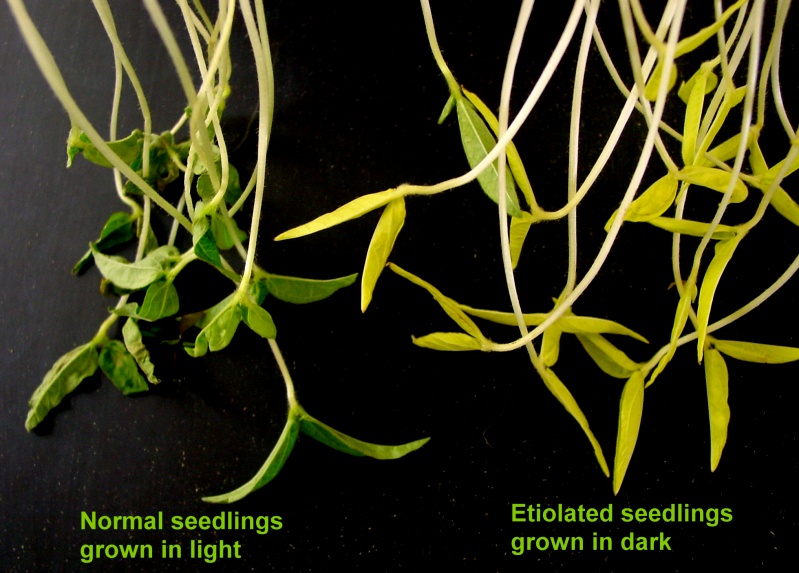 tjatur water fall: Pertumbuhan dan Perkembangan