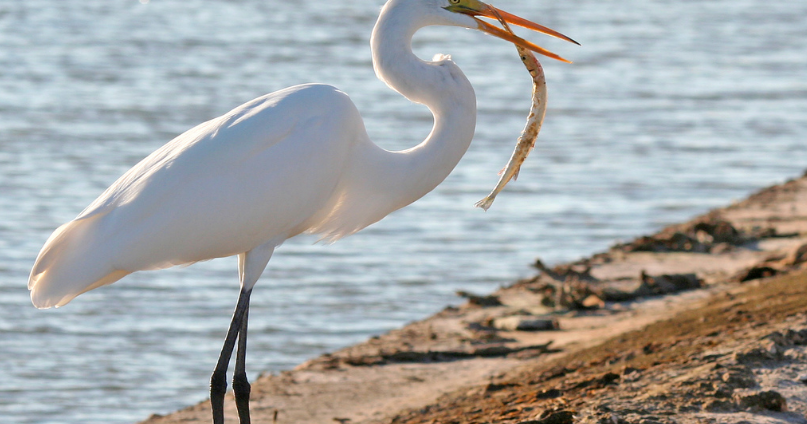 The Concentration Master Wader Heron Bagula | Education and Information ...