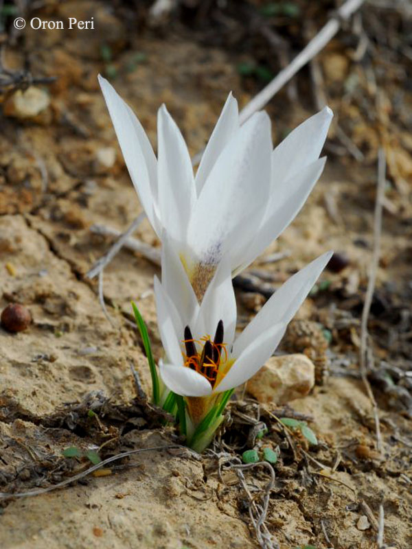 The Country Of Crocuses: Crocus hyemalis