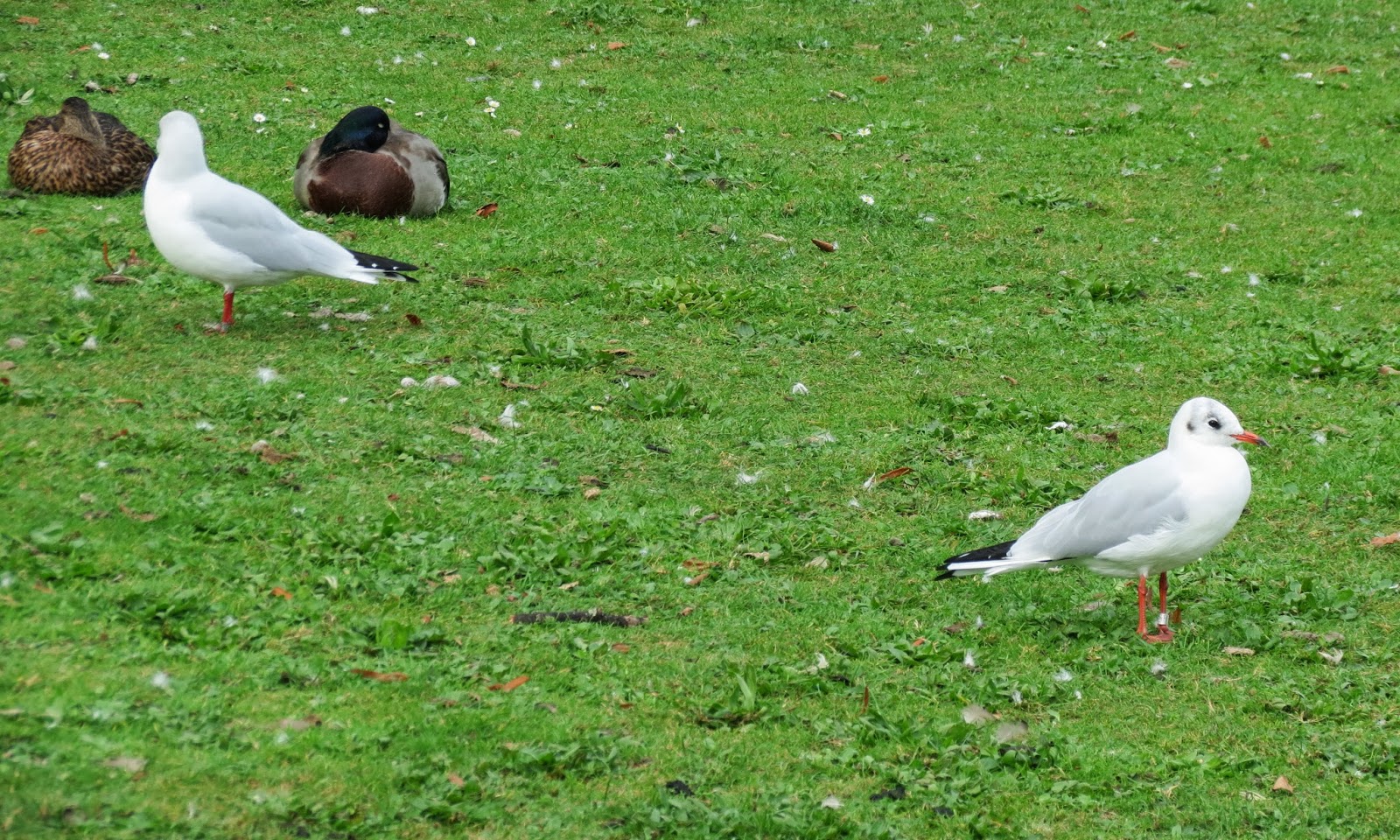 BIRDING AMERSHAM: A Finnish-ringed BLACK-HEADED GULL in Lowndes Park
