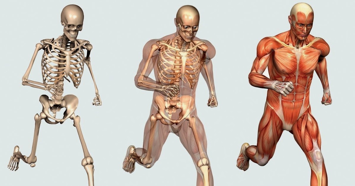 ProBodyHelper Bones