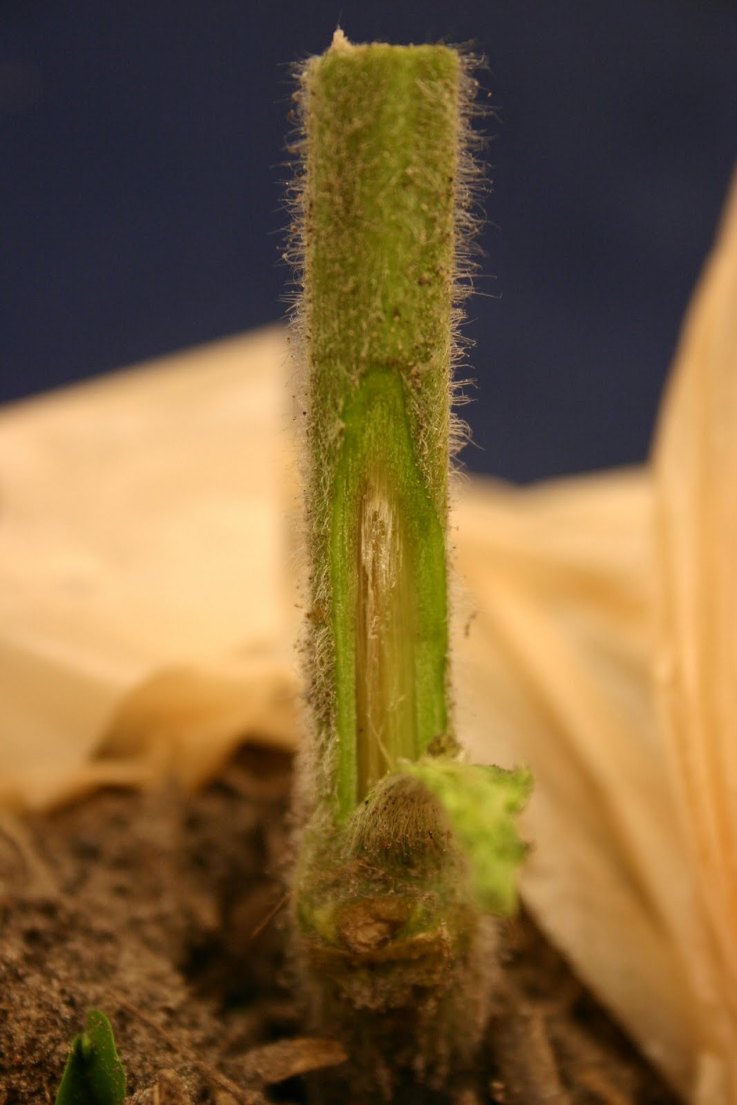 NCSU PDIC: My Tomato Plants Are Wilting... And Then They Die!