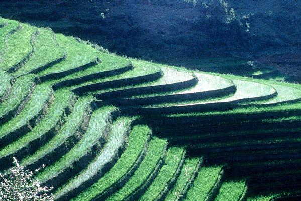 Philippine Banaue Rice Terraces Tourist Attraction and Package tour ...