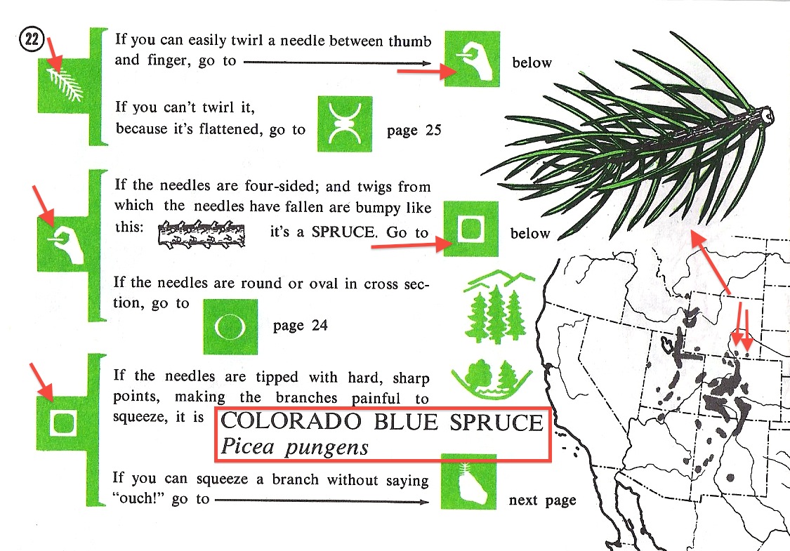 In the Company of Plants and Rocks: Fun in the Field: identify trees ...