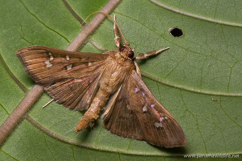 Macro photography in Panama City, Part 3