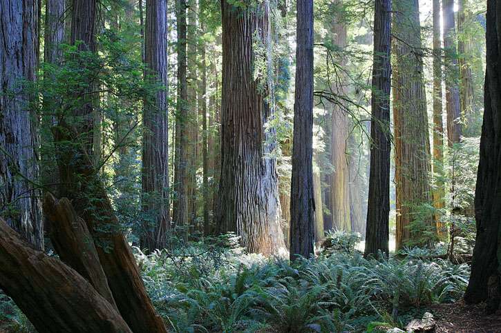 The Coastal Redwoods Ecosystem