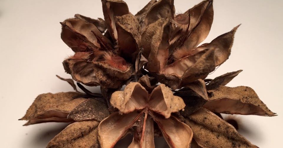 The Natural Naturalist: Seed Dispersal with wind and gravity