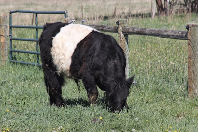 Grace Valley Farms: BueLingo Beef Cattle