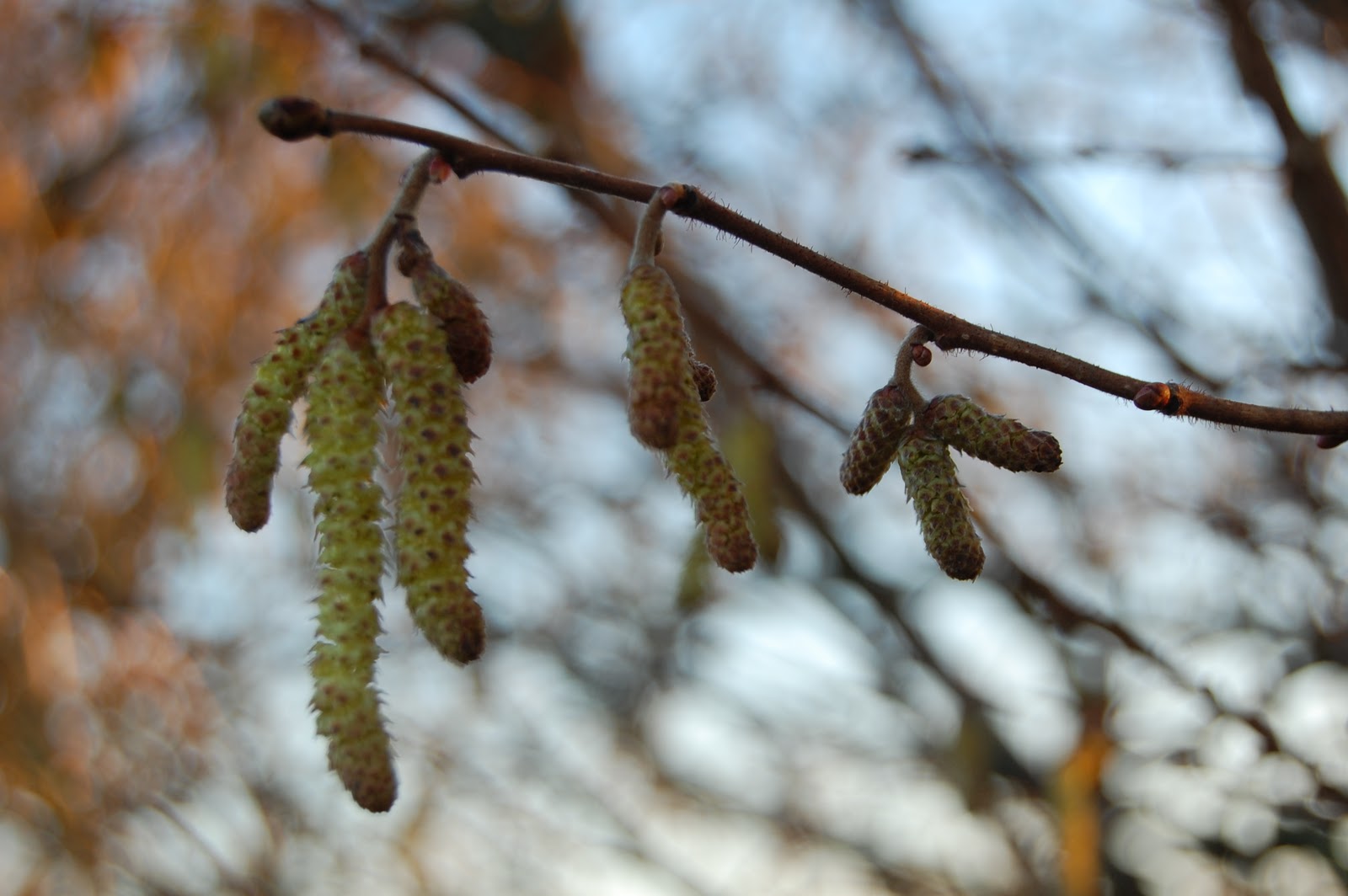 Spirit Whispers: Lambs Tails...