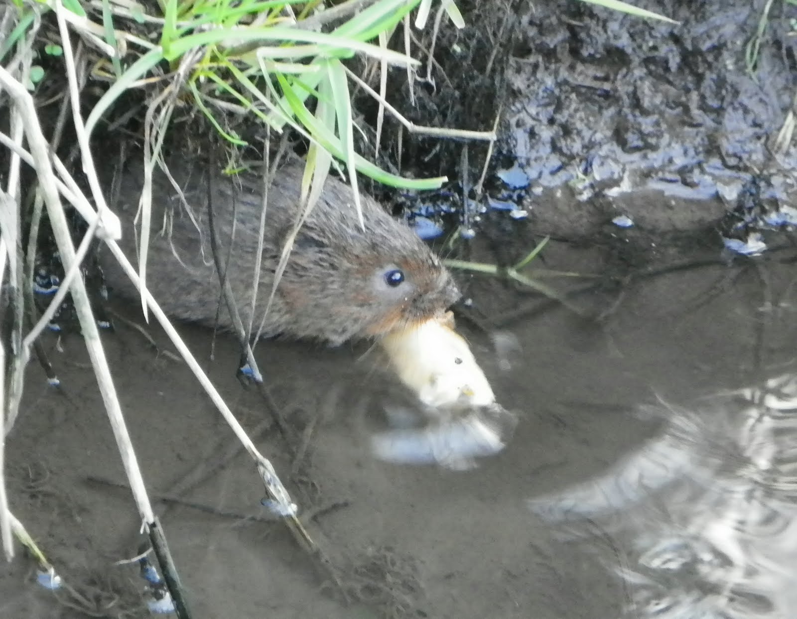 About a Brook: Rat and Water Vole Burrows