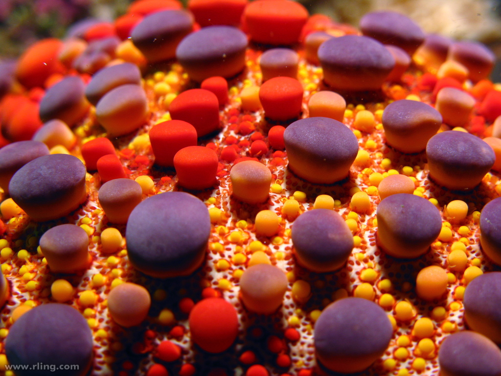 Real Monstrosities: Firebrick Starfish