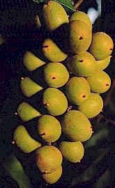 Pitombeira - Talisia esculenta