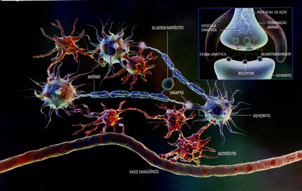 Morfología grupo 654: NEURONA: FUNCION, ESTRUCTURA Y ORGANIZACION