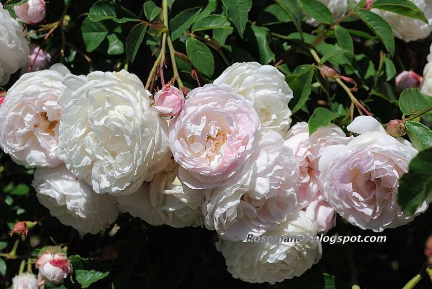 A Rose is a Rose...: White Noisettes at the Heritage