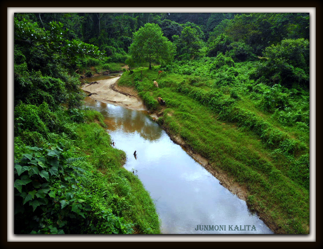 Rainforest of Assam