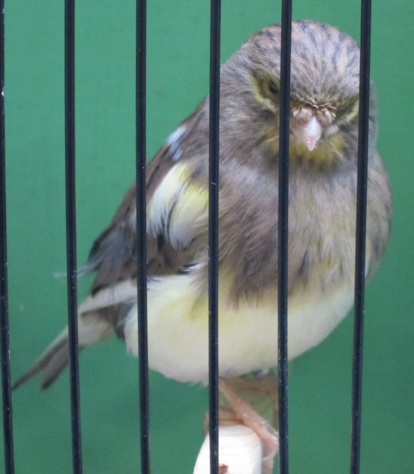 Canary Tales: Winners Florida Canary fanciers Bird Show