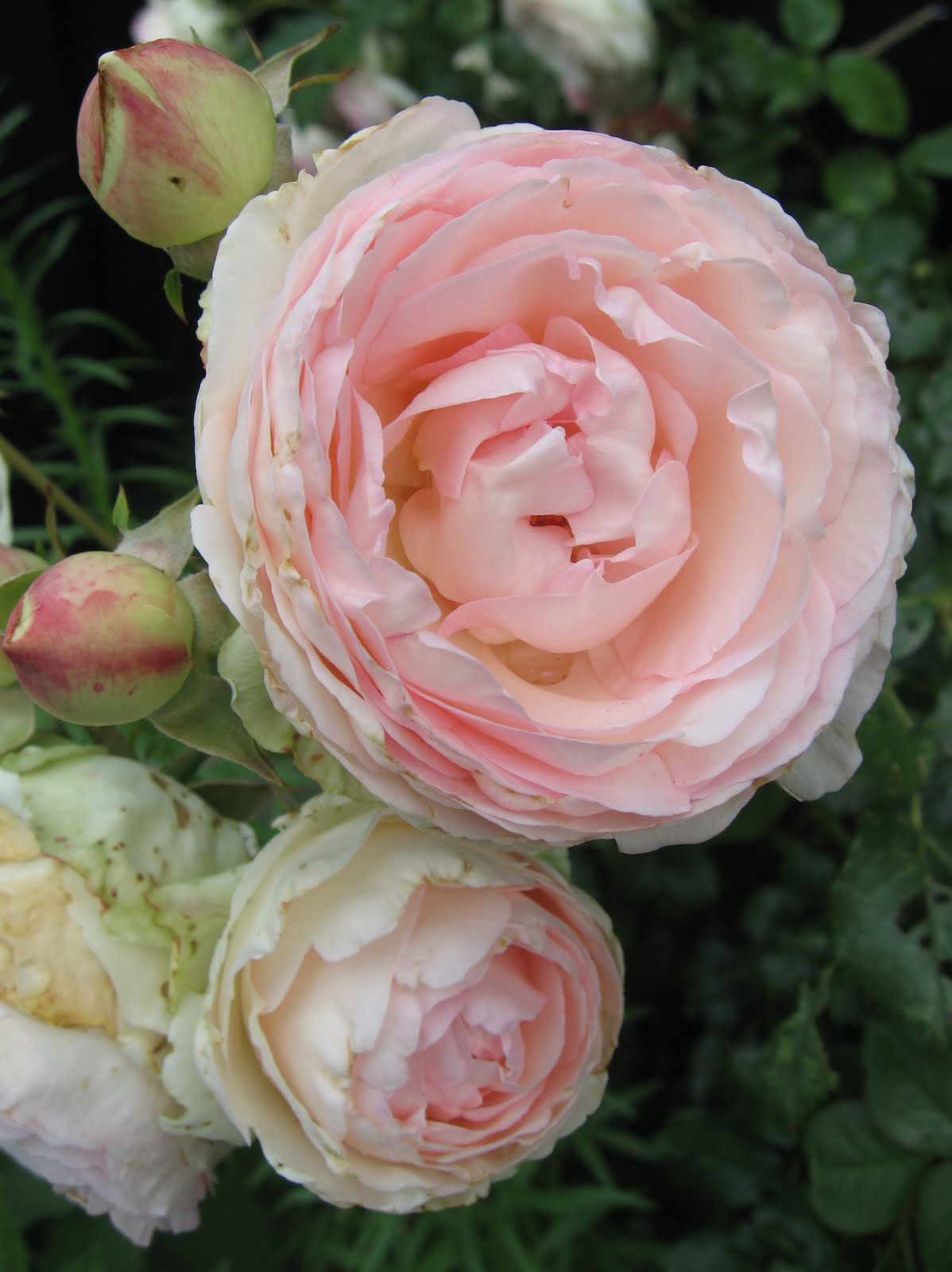 Planter i Signes Vals: Willestrup/Eden Rose