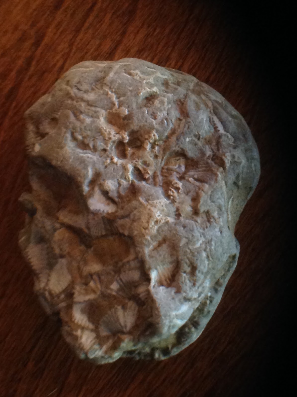 Lambton Rocks: Another Fossil Face: Part One
