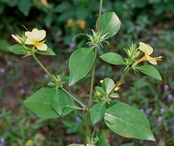 ♣ Vriksha ♣ Sasya ♣ Lata ♣: Gobbi / Barleria Prionitis/ Porcupine ...