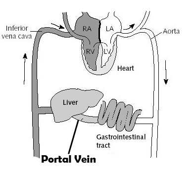 LEARNING& TEACHING SCIENCE: Types of Circulation of Blood