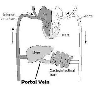 LEARNING& TEACHING SCIENCE: Types of Circulation of Blood