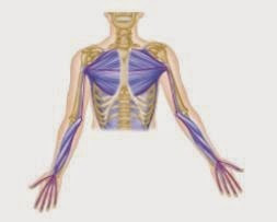 Balance: 6. The Superficial Front Arm Line