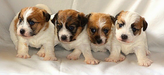 Caini de rasa: Caini de rasa