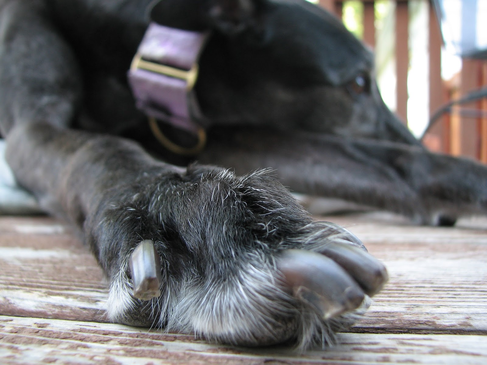 Northern Lights Greyhound Adoption Dog Blog: NLGA Photo Roundup ...