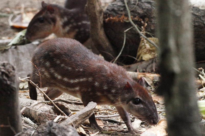 TVL: ANIMAL DA SEMANA - Paca