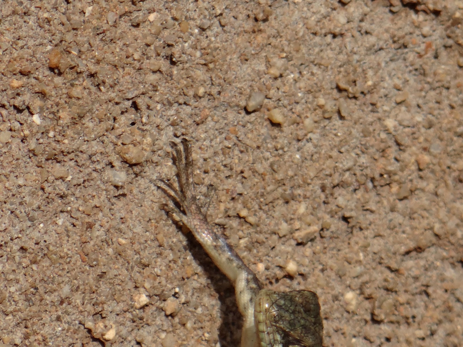 Blog do Ademir Carosia: Calango