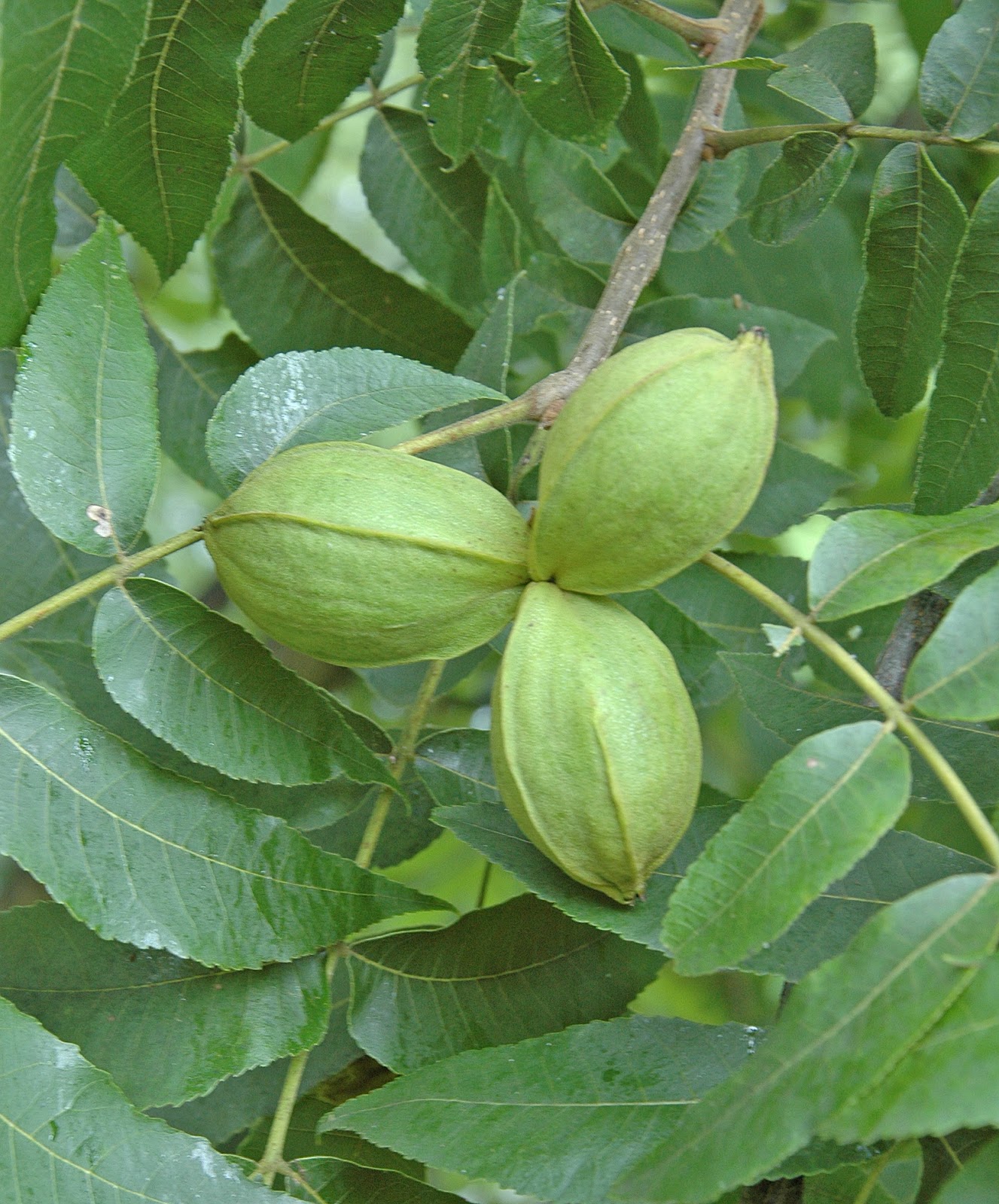 Northern Pecans: Kernel Filling: Kanza vs. Hark