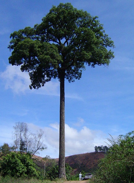 Jequitibá Branco (Cariniana estrellensis)