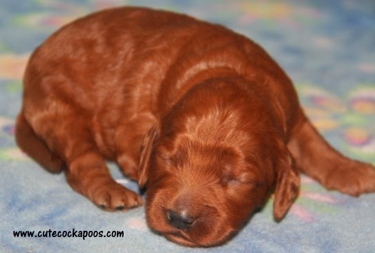 Cute Cockapoos: Progression of a Cockapoo Puppy, Week by Week Photos