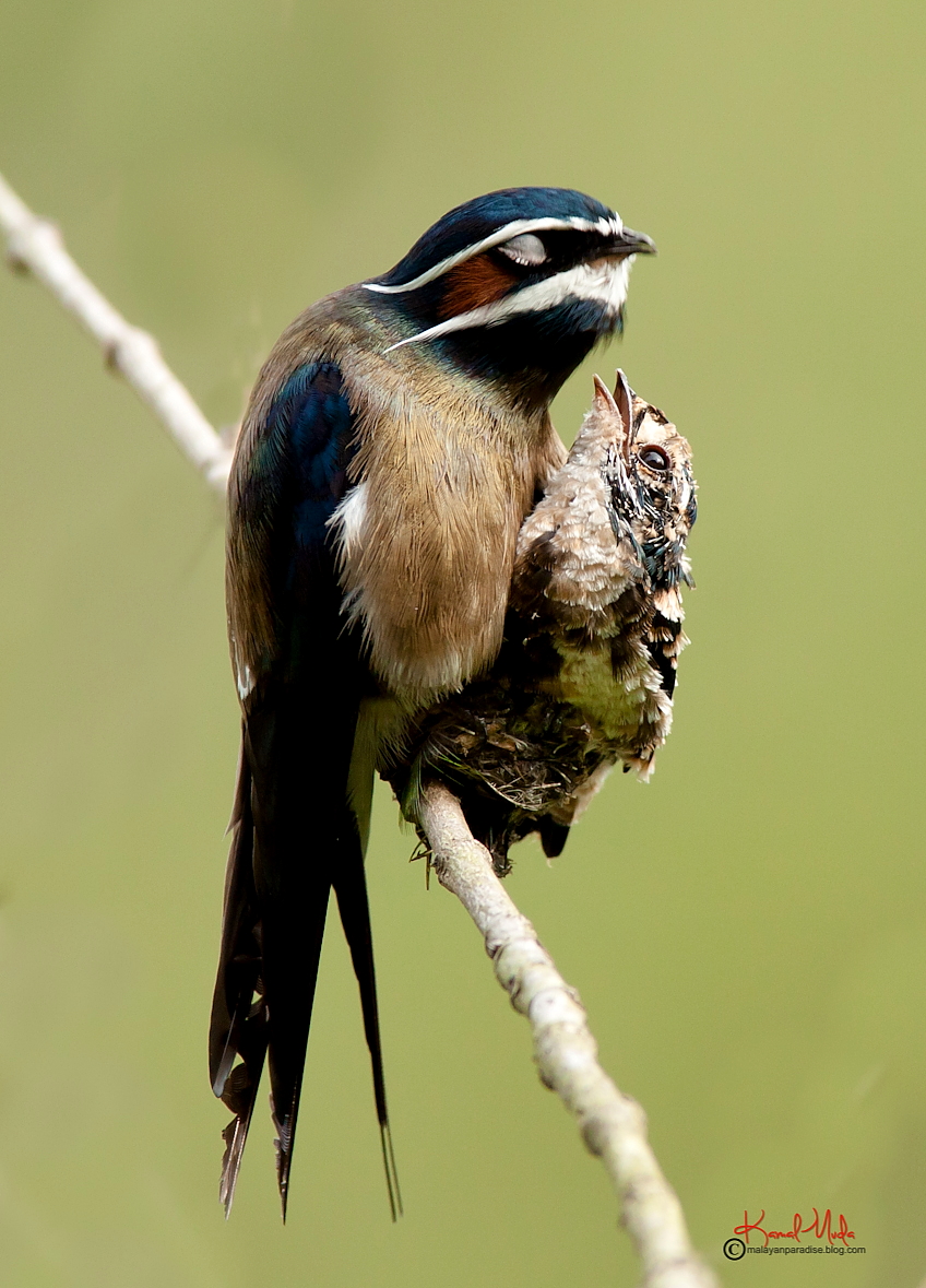 SOUTH EAST ASIA BIRDS - Malaysia birds paradise: Whiskered Treeswift ...