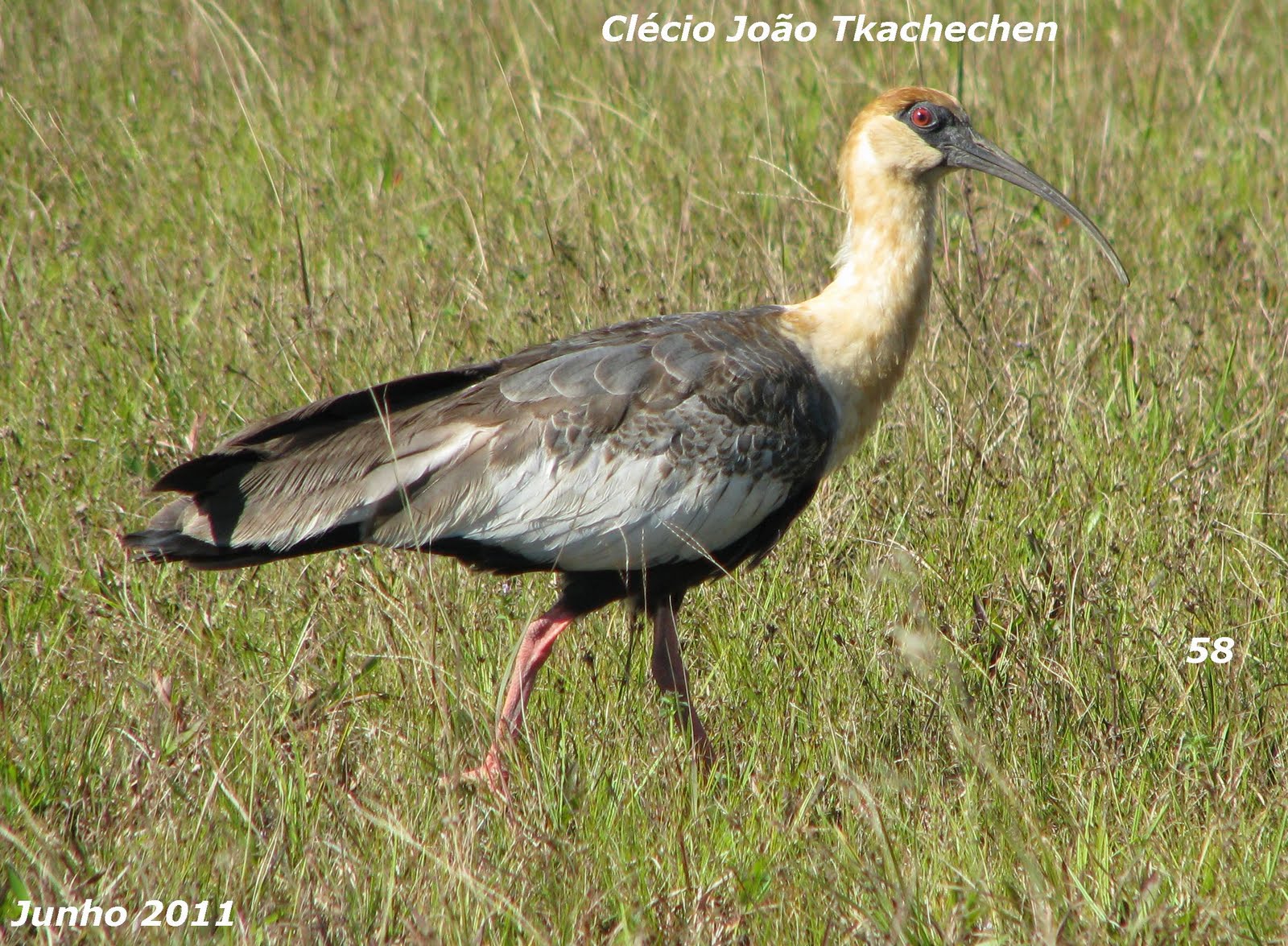 COAMA - Clube dos Observadores de Aves da Mata Atlântica - Joinville ...