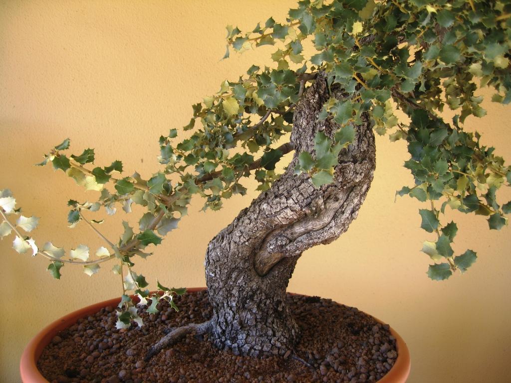 TOMEU MARTORELL... BONSAI: Quercus ilex (Encina).