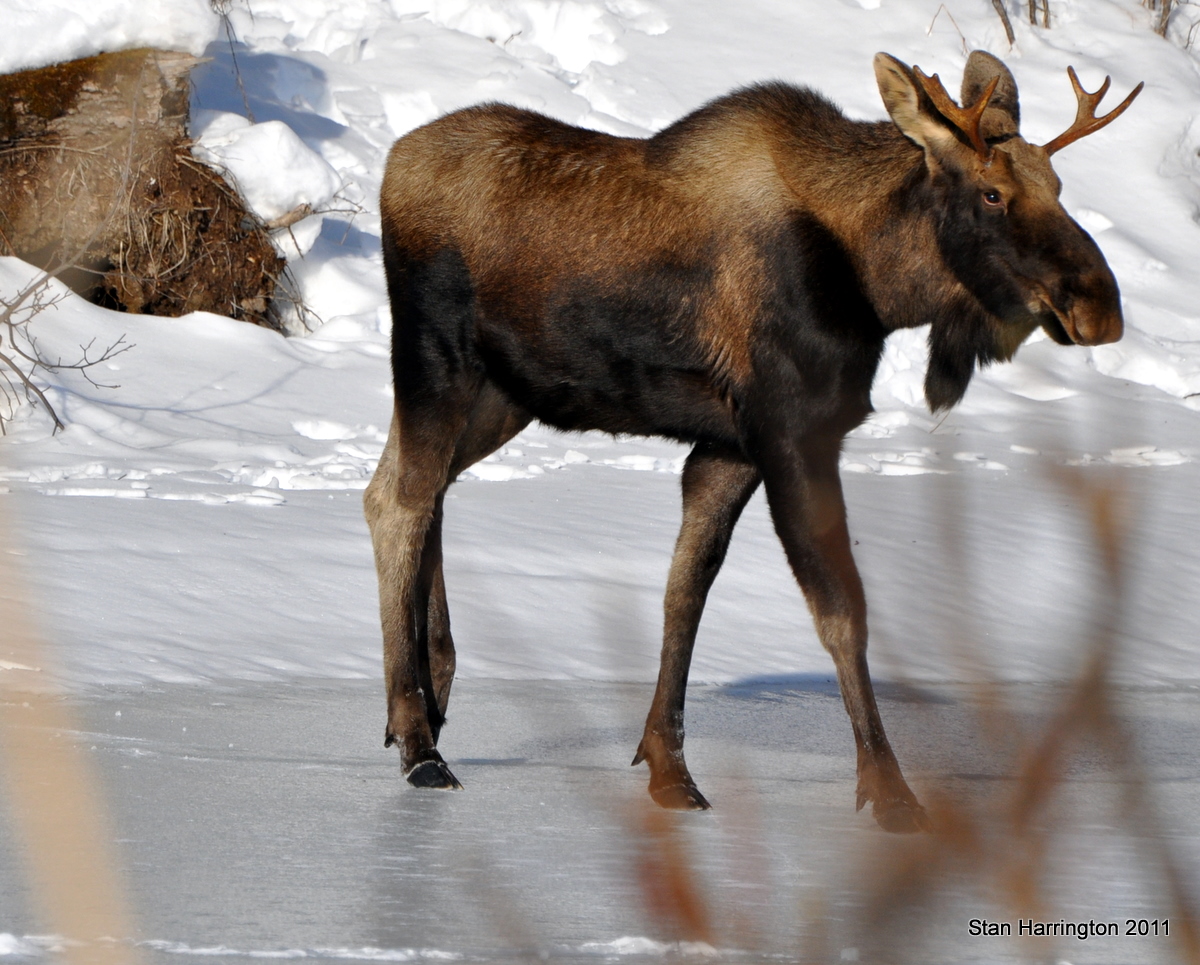 Photo Treks: Winter Moose
