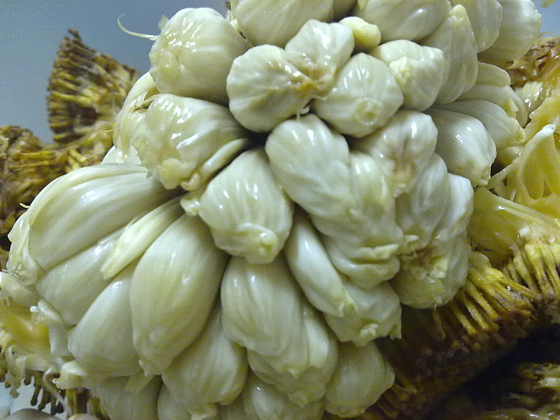 Memaknakan kehidupan dengan banyak memberi...: buah terap aka tarap (Sabah)