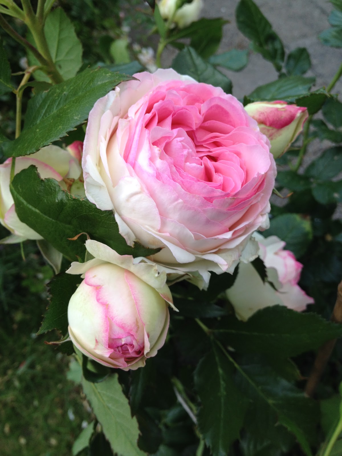 Haven - og dens roser!: Eden Rose