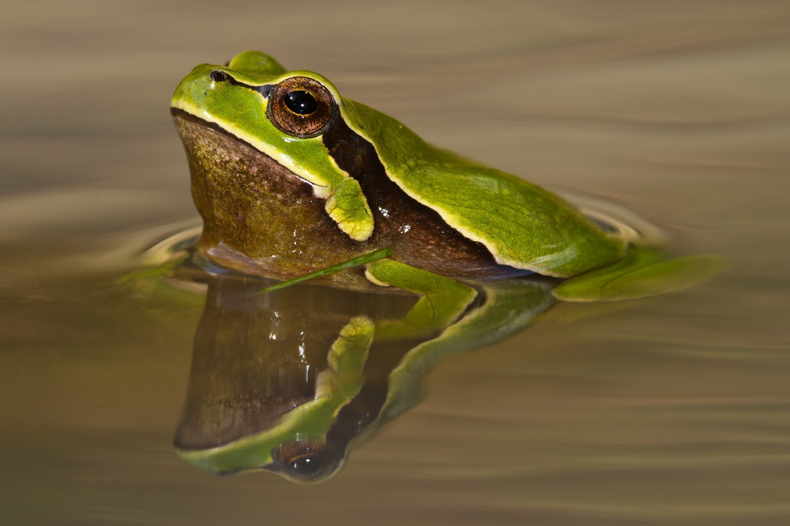 Jaime Solanas FOTOGRAFIA DE NATURALEZA: UN DIA CON LAS RANITAS